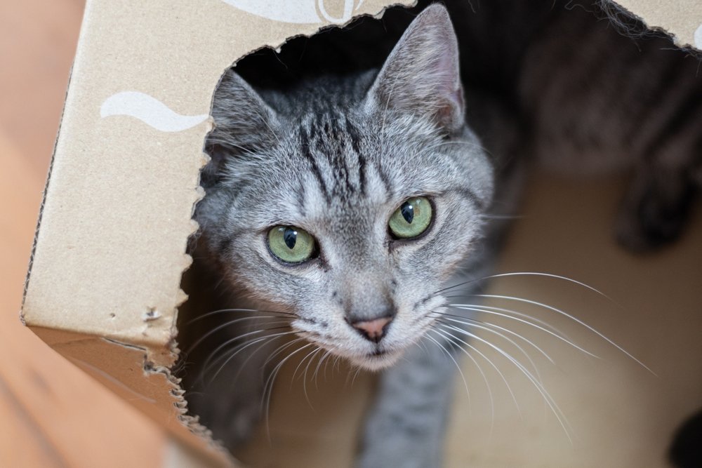 出張から帰宅した夫、目の前に猫7匹…「1匹だけ」のはずが一晩で大増殖｜Pen Online