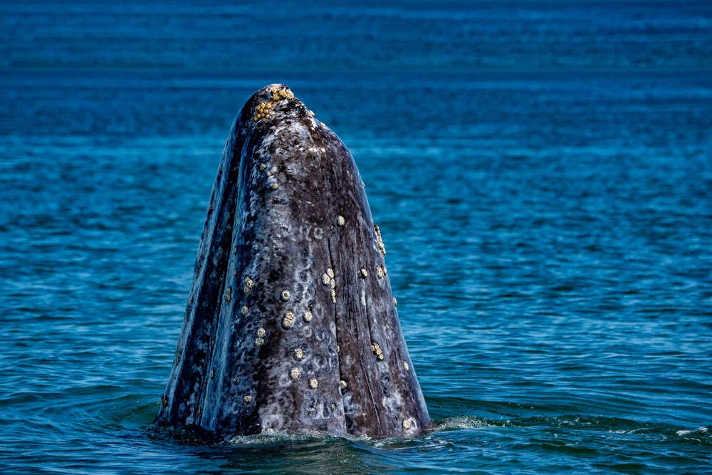 「怖すぎる」クジラ急浮上で衝突…“男性が宙に投げ出される瞬間”に驚きの声。死骸5頭が打ち上げ｜Pen Online